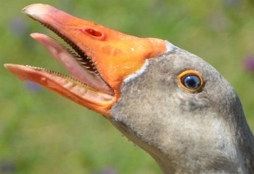 What animal would be the deadliest if it was 10 times it's normal size ...